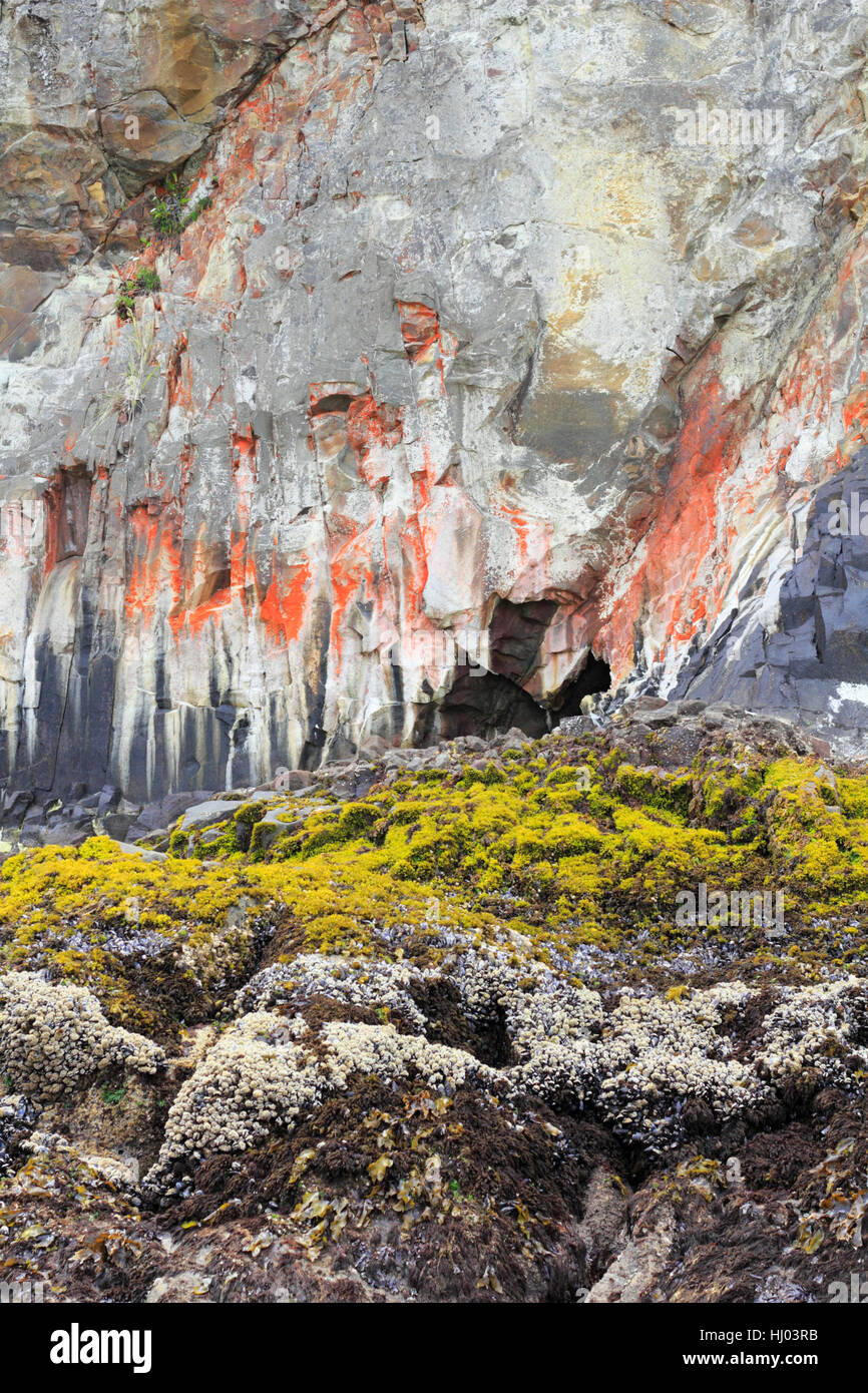 beach, seaside, the beach, seashore, rock, algae, moss, mushroom ...