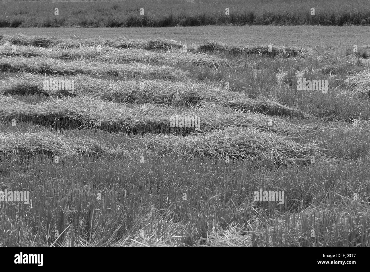 Field of mown hay Black and White Stock Photos & Images - Alamy