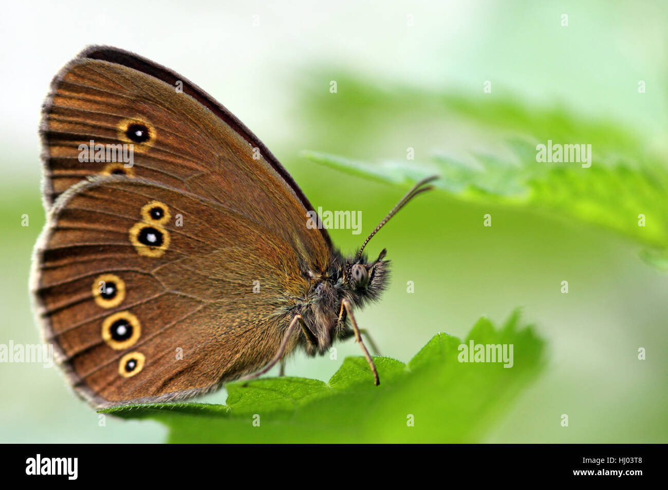 Chimney Sweeper Butterfly High Resolution Stock Photography and Images ...