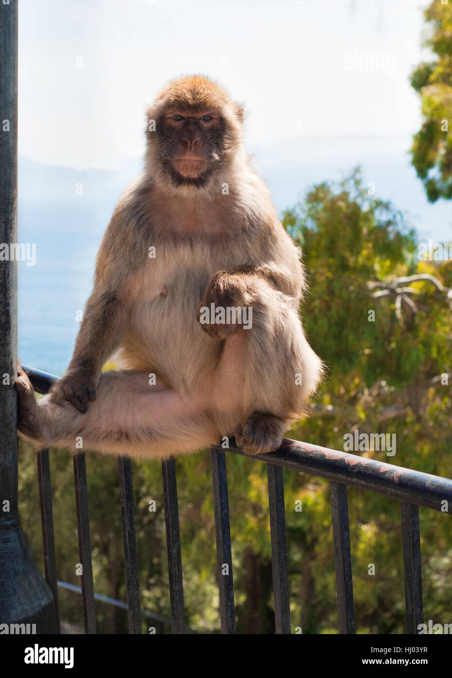 animal, wild, sad, monkey, wildlife, boat, rowing boat, sailing boat ...