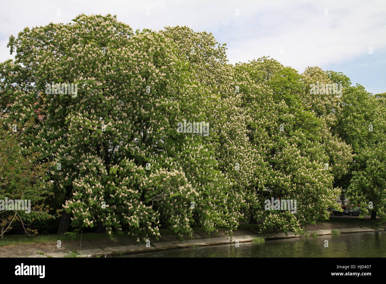tree, deciduous tree, chestnuts, chestnut, fall, autumn, city, town ...