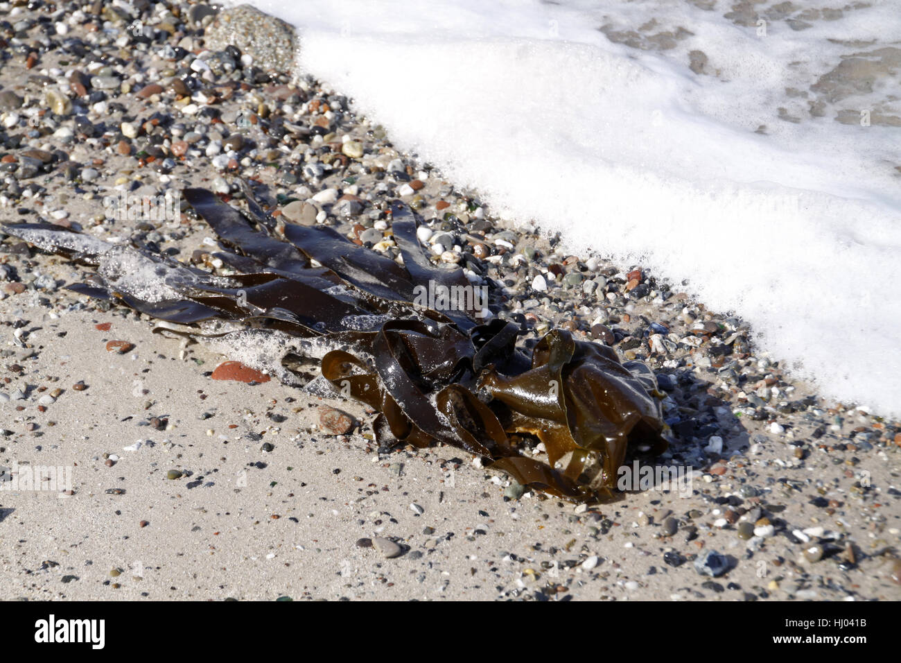 water, north sea, salt water, sea, ocean, alga, seaweed, germany ...