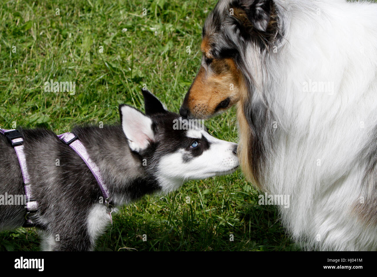 husky puppy and rough collie Stock Photo - Alamy