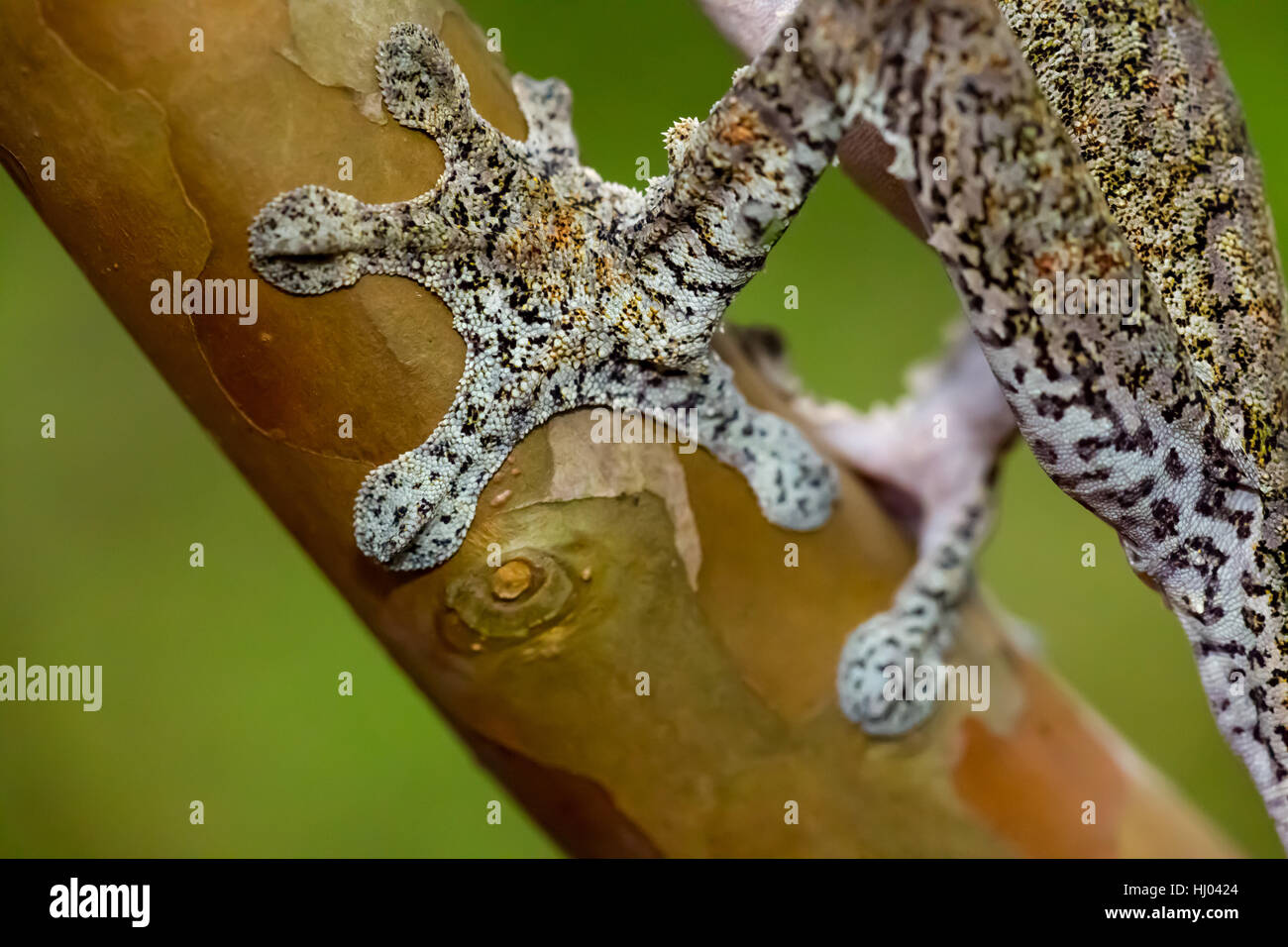 Leaf tailed gecko branch hi-res stock photography and images - Alamy