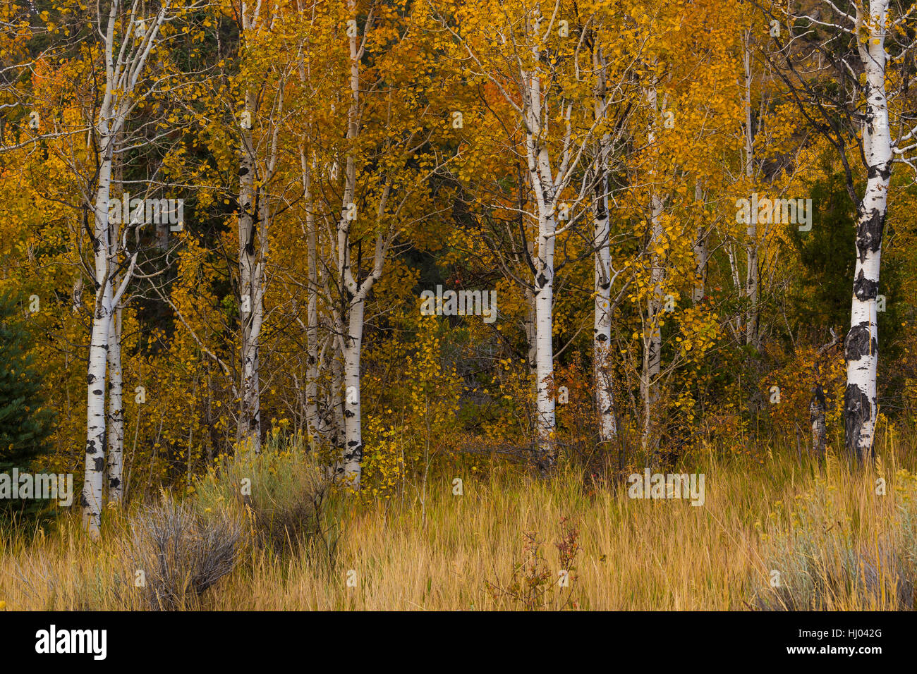 Autumn color in a Trembling Aspen, Populus tremuloides, aka Quaking ...