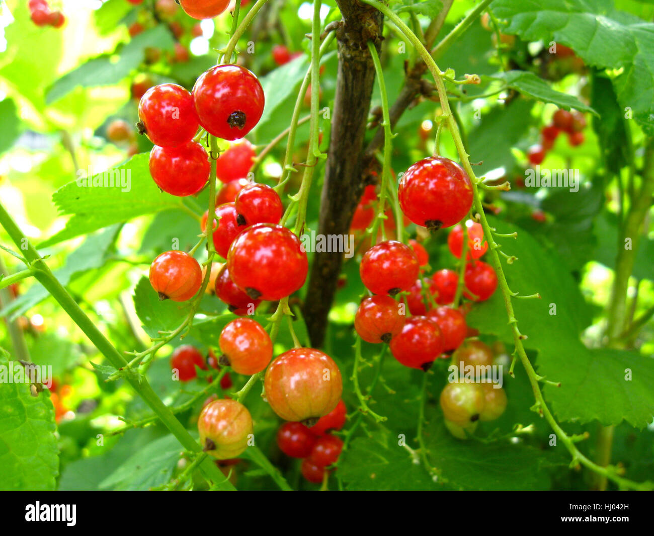 agriculture, farming, small, tiny, little, short, bouquet, berry, bunch ...