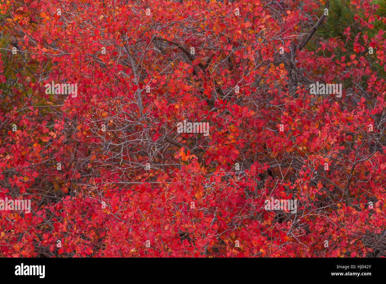 Desert Sumac, Rhus trilobata, aka Squawbush and Skunkbush, in autumn ...