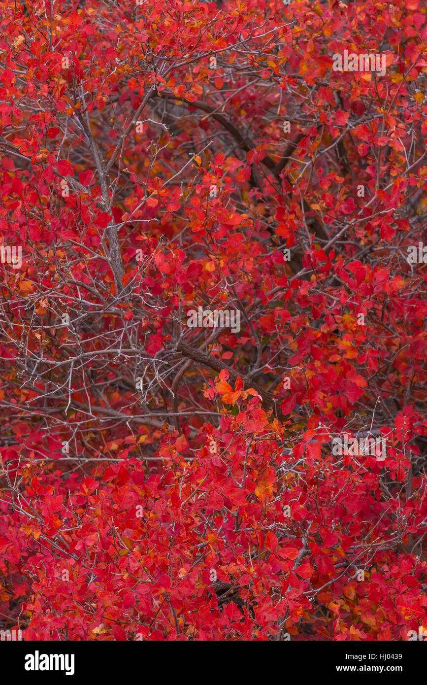 Desert Sumac, Rhus trilobata, aka Squawbush and Skunkbush, in autumn ...