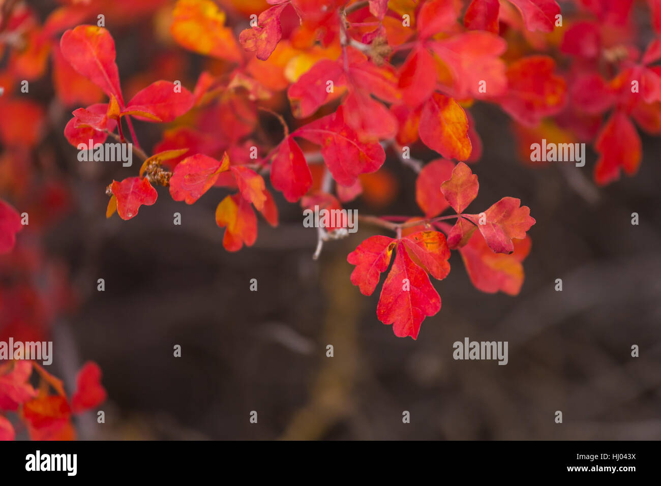 Desert Sumac, Rhus trilobata, aka Squawbush and Skunkbush, in autumn ...