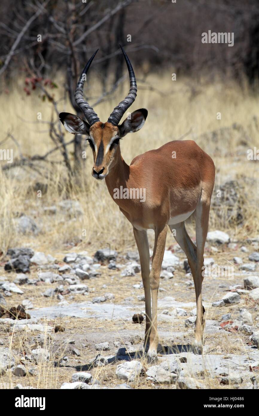 africa, namibia, safari, periled, africa, namibia, buck, dryness ...