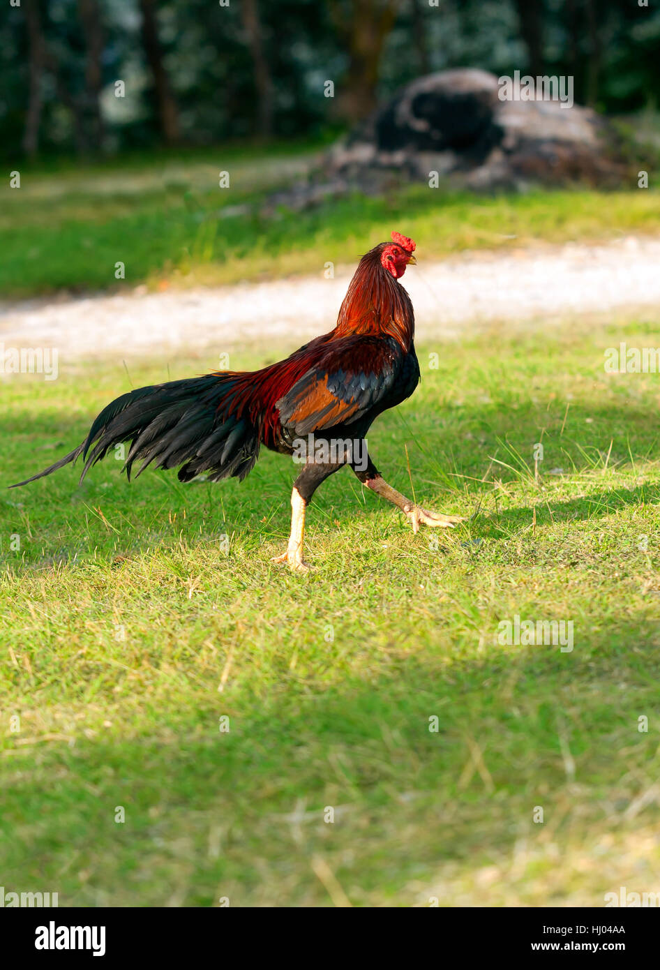 Rooster runs on the green grass with trees Stock Photo - Alamy