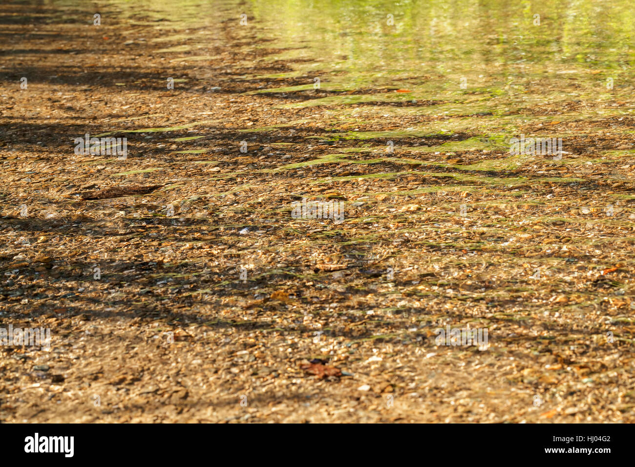 separate part of the swamp, note shallow depth of field Stock Photo - Alamy