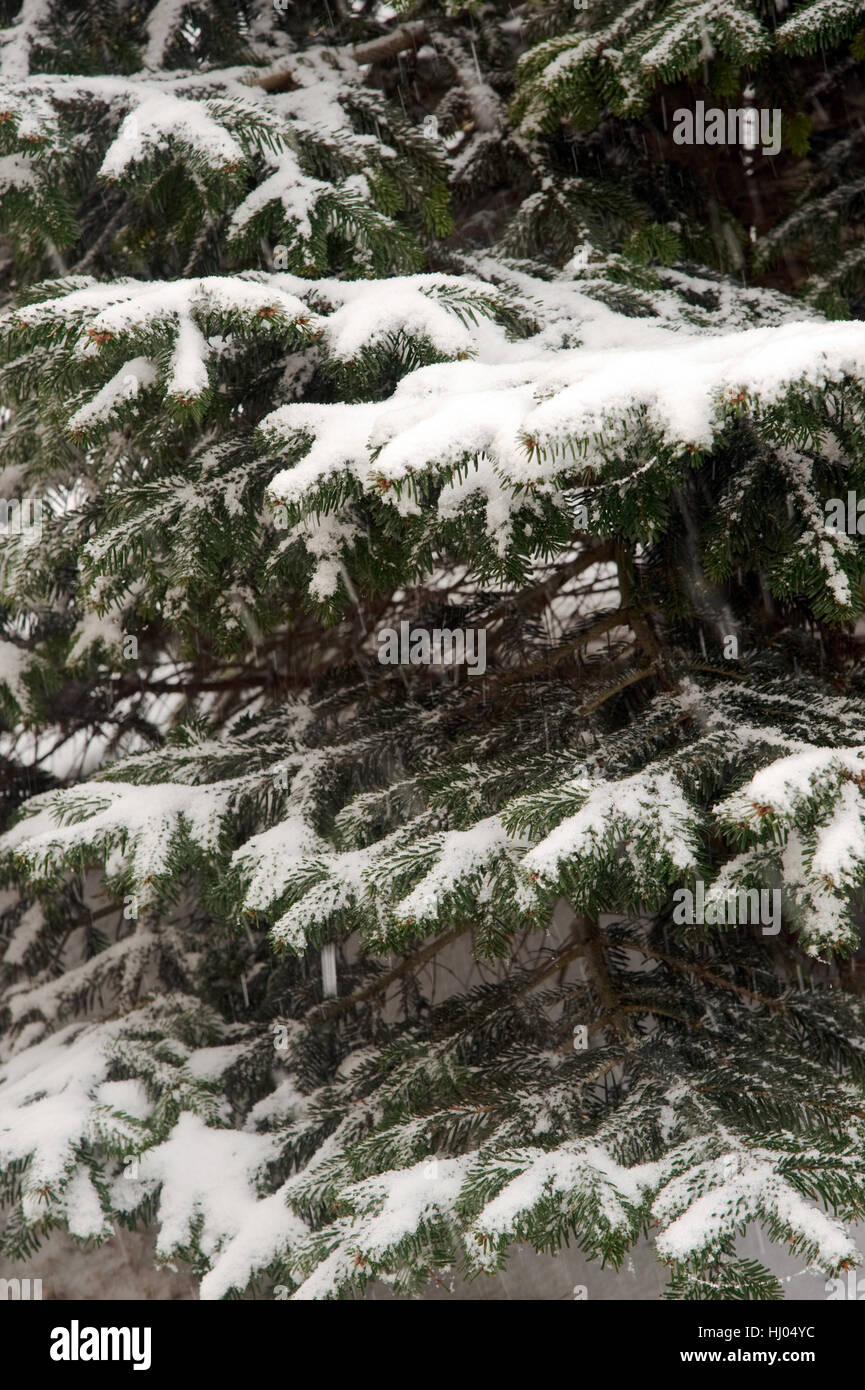 tree, winter, pine, snow, coke, cocaine, material, drug, anaesthetic ...