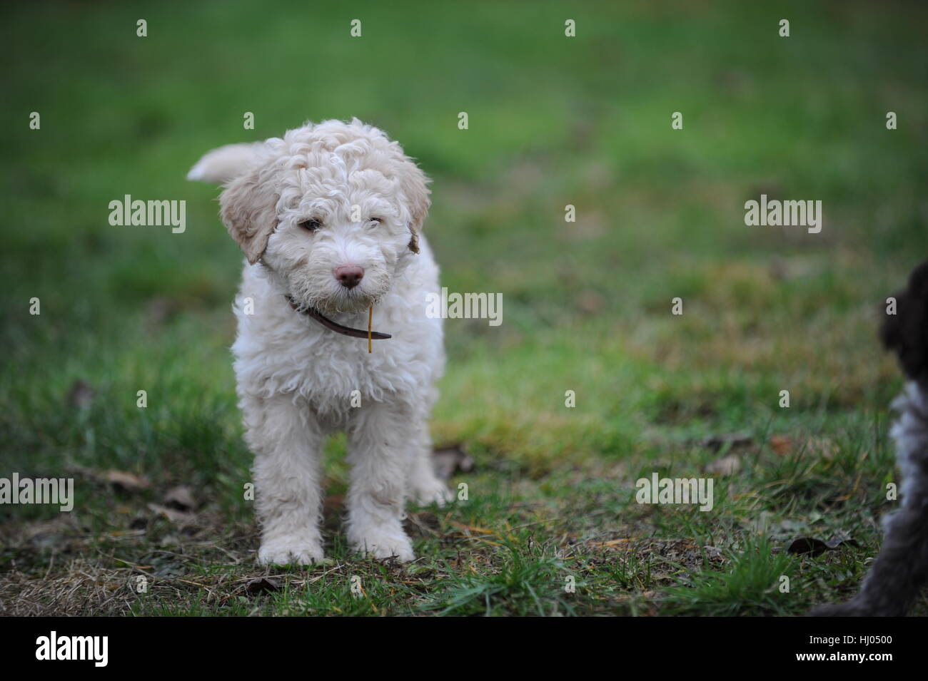 dog, male dog, cute, young, younger, puppies, whelps, pupies, garden ...