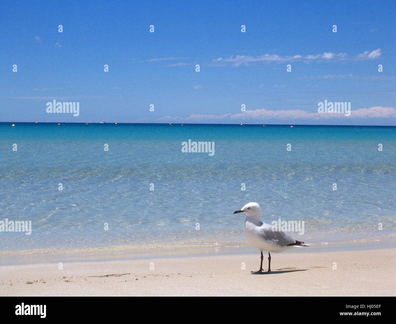 seagull on a dream beach Stock Photo - Alamy