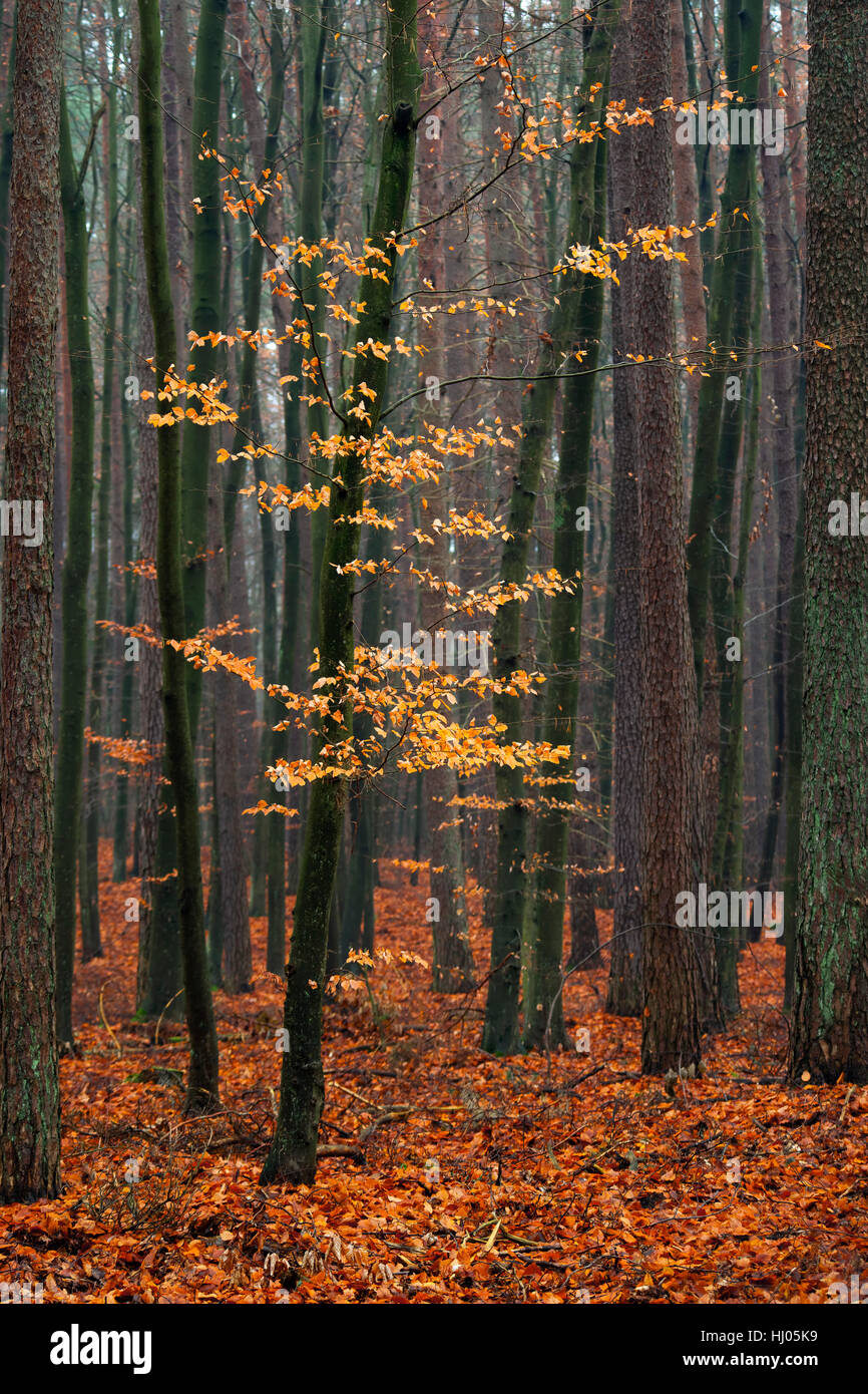 tree, trees, leaves, hornbeam, forest, foliage, fall, autumn, shine ...