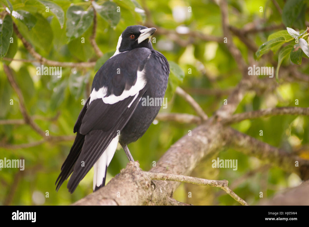 Australian Magpie perched on branch of Eucalyptus tree in Port ...