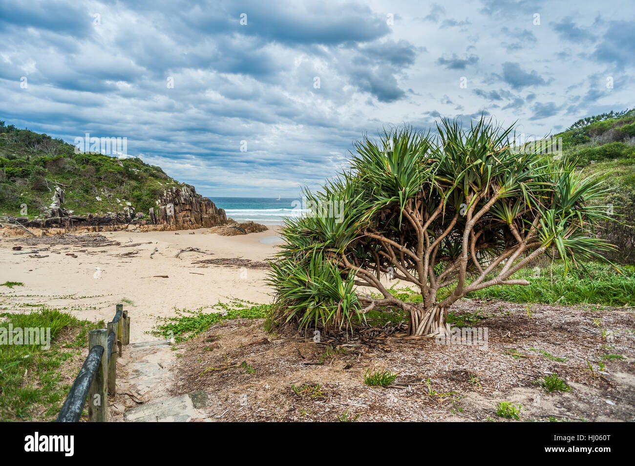 Pandanus tree hi-res stock photography and images - Alamy