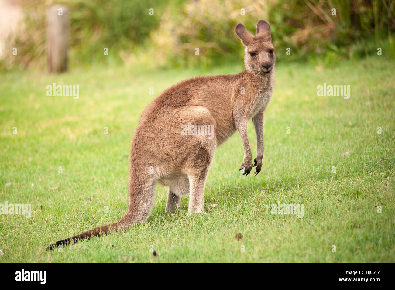 Kangaroo standing on grass in Australia Stock Photo - Alamy