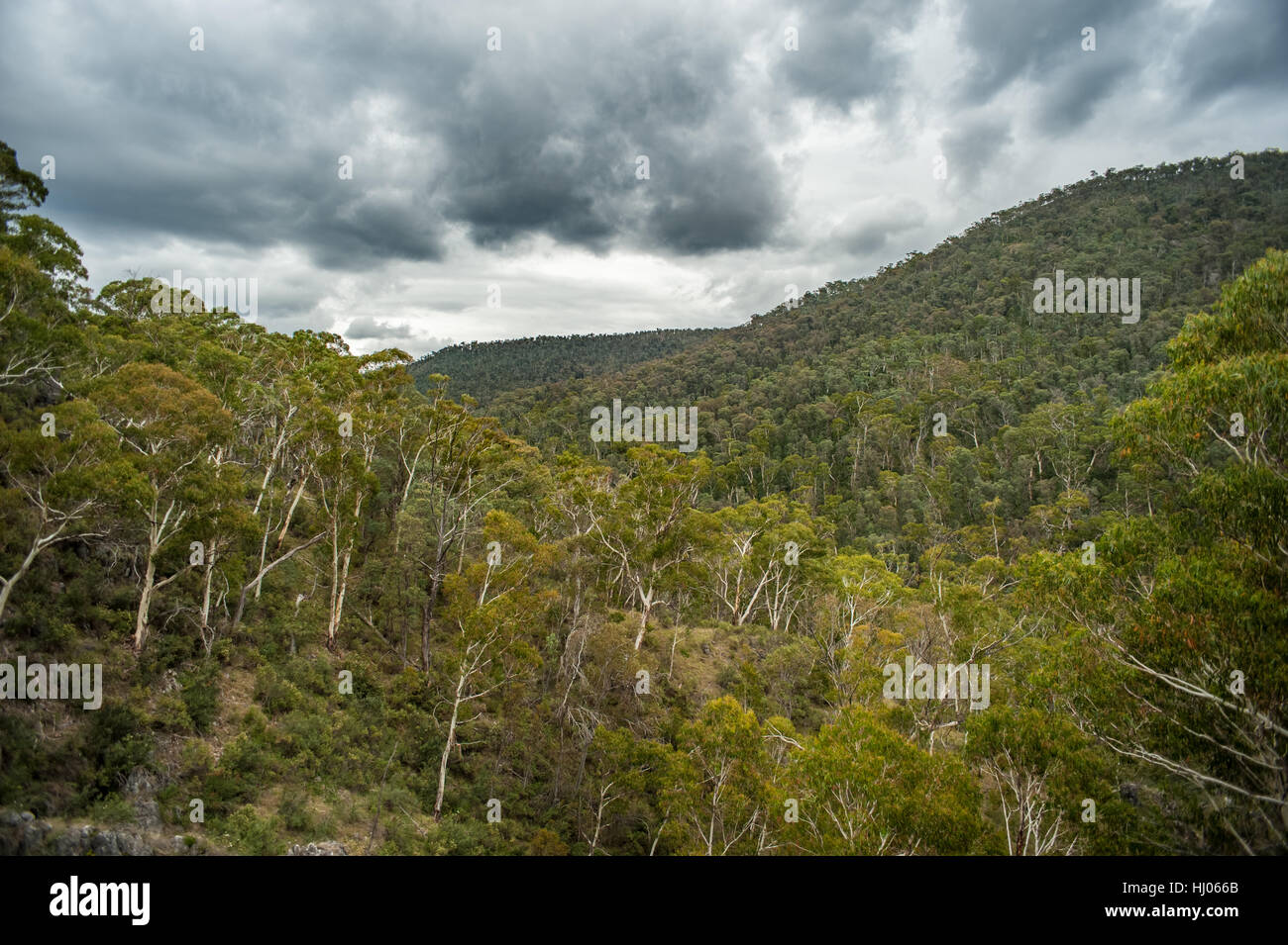 Eucalyptus trees in Australian forest Stock Photo - Alamy