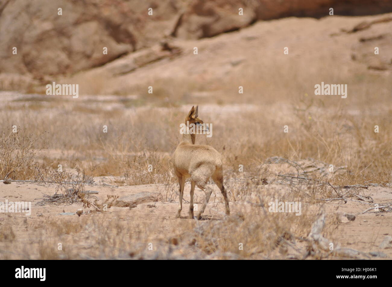animal, mammal, africa, spring, bouncing, bounces, hop, skipping ...