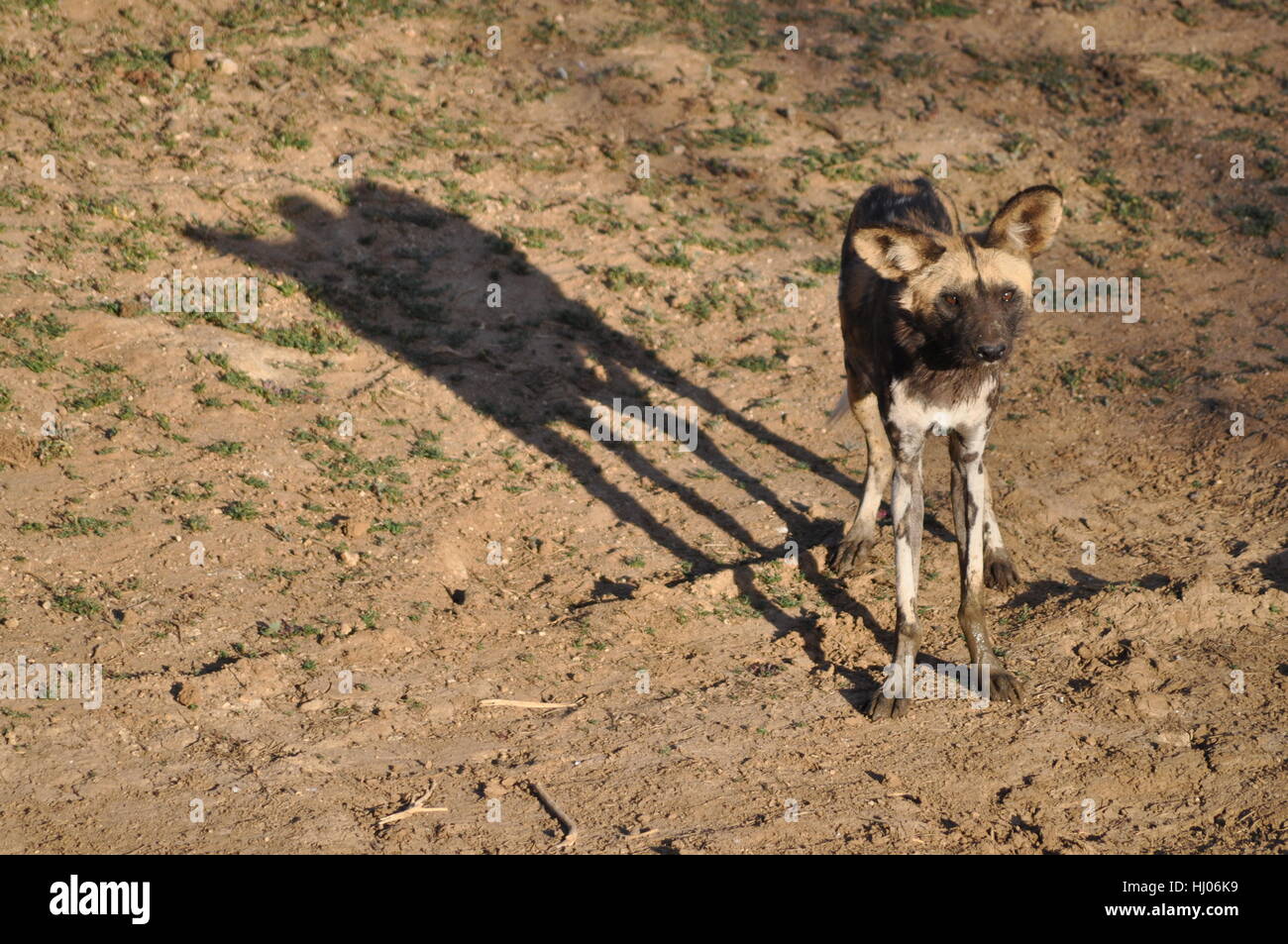 animal, mammal, africa, spring, bouncing, bounces, hop, skipping ...