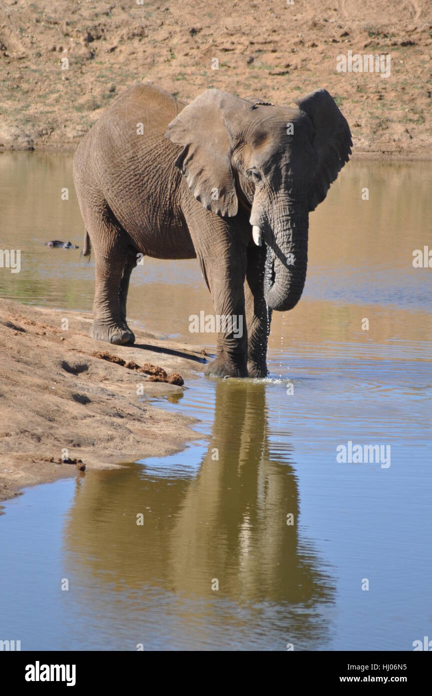 animal, mammal, africa, spring, bouncing, bounces, hop, skipping ...