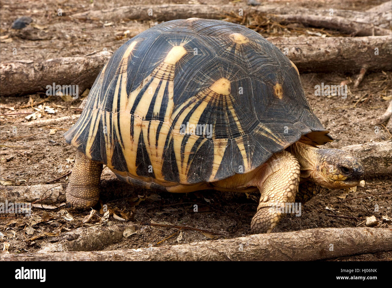 leaf, tree, stone, wood, brown, brownish, brunette, root, muzzle ...
