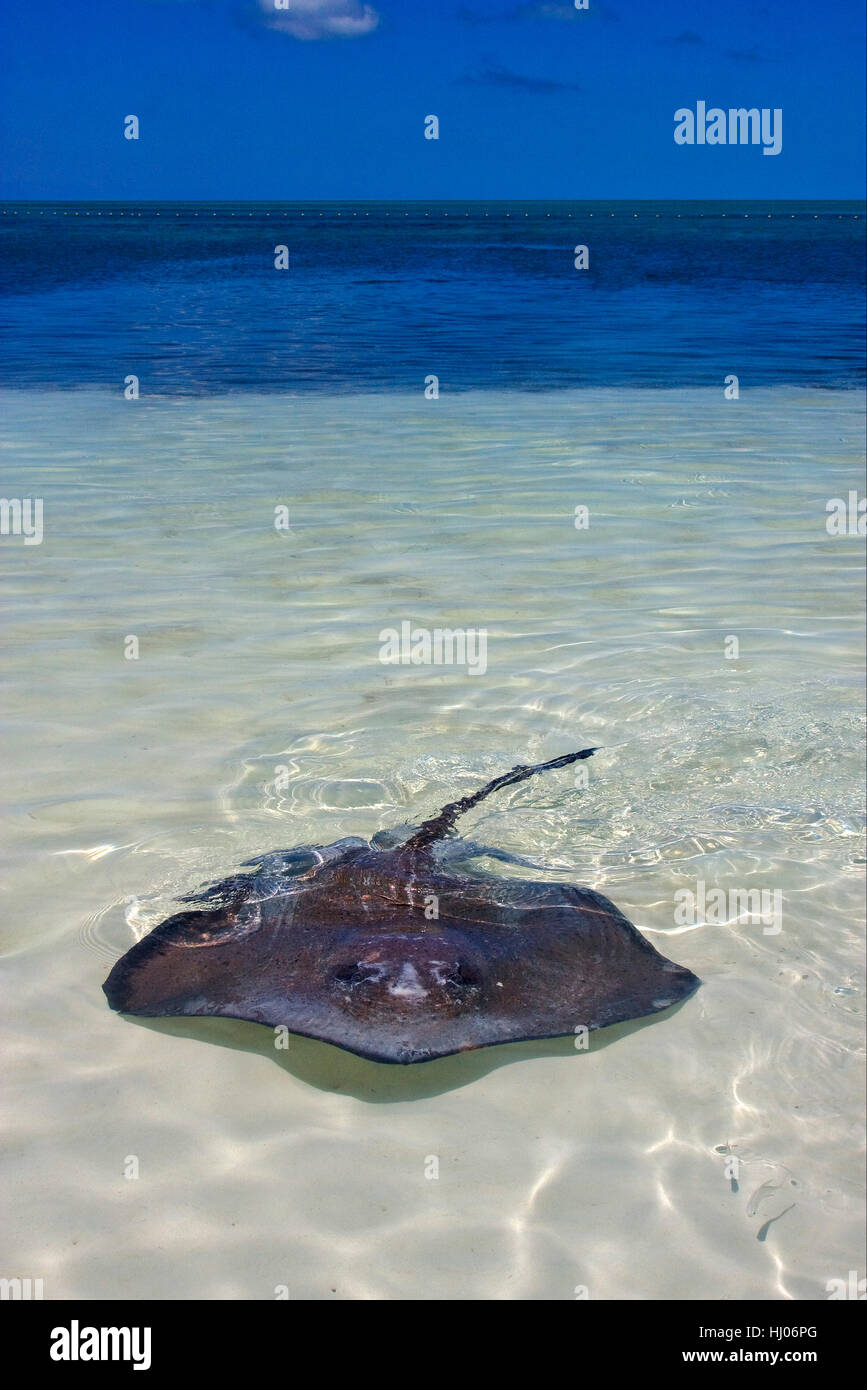 blue, animal, cloud, fish, beach, seaside, the beach, seashore, wave ...