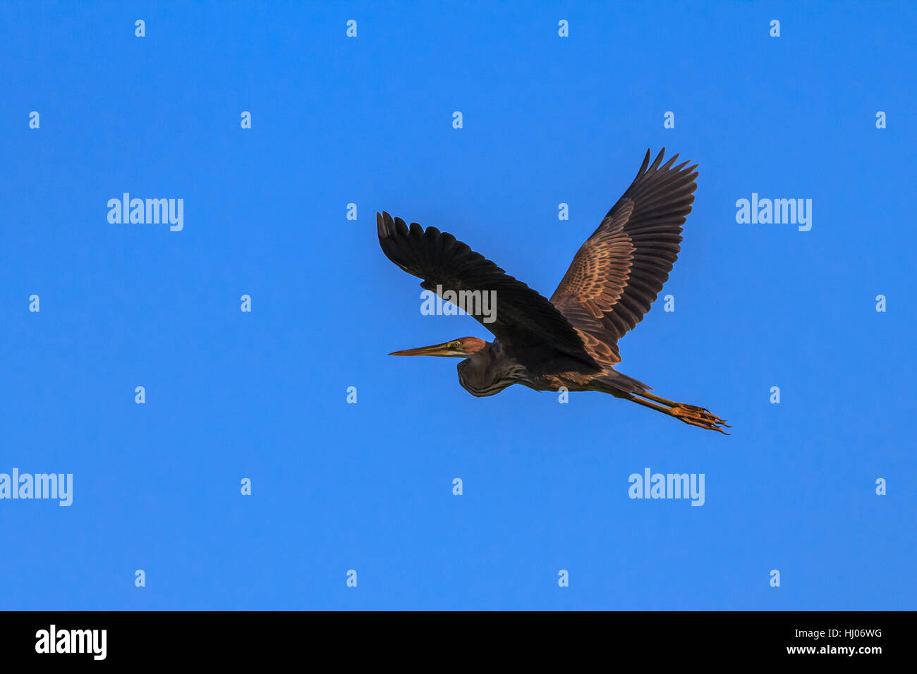 blue, protected, sheltered, flight, bird, wild, swamp, feathers, adult ...