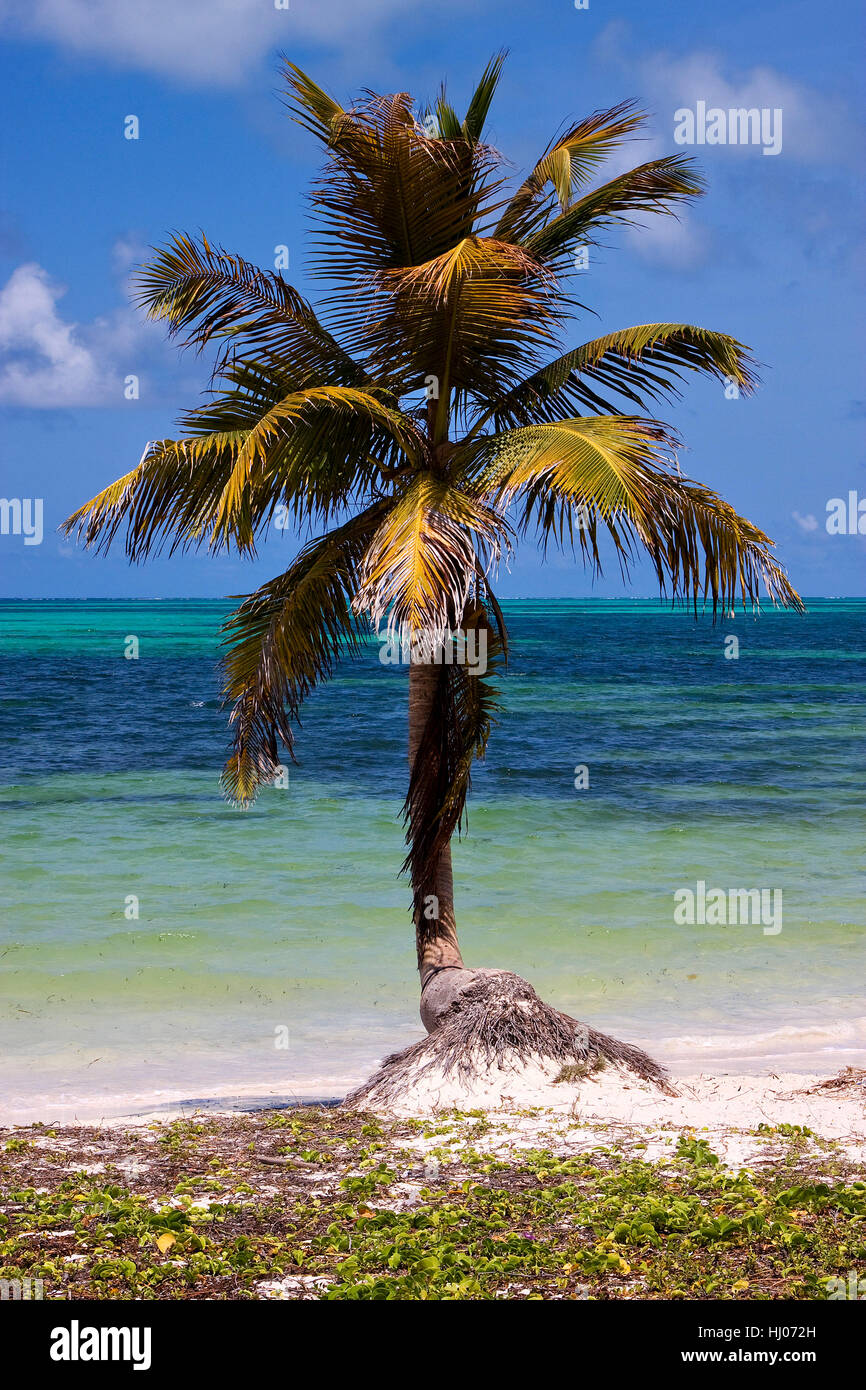 Vento tree hi-res stock photography and images - Alamy