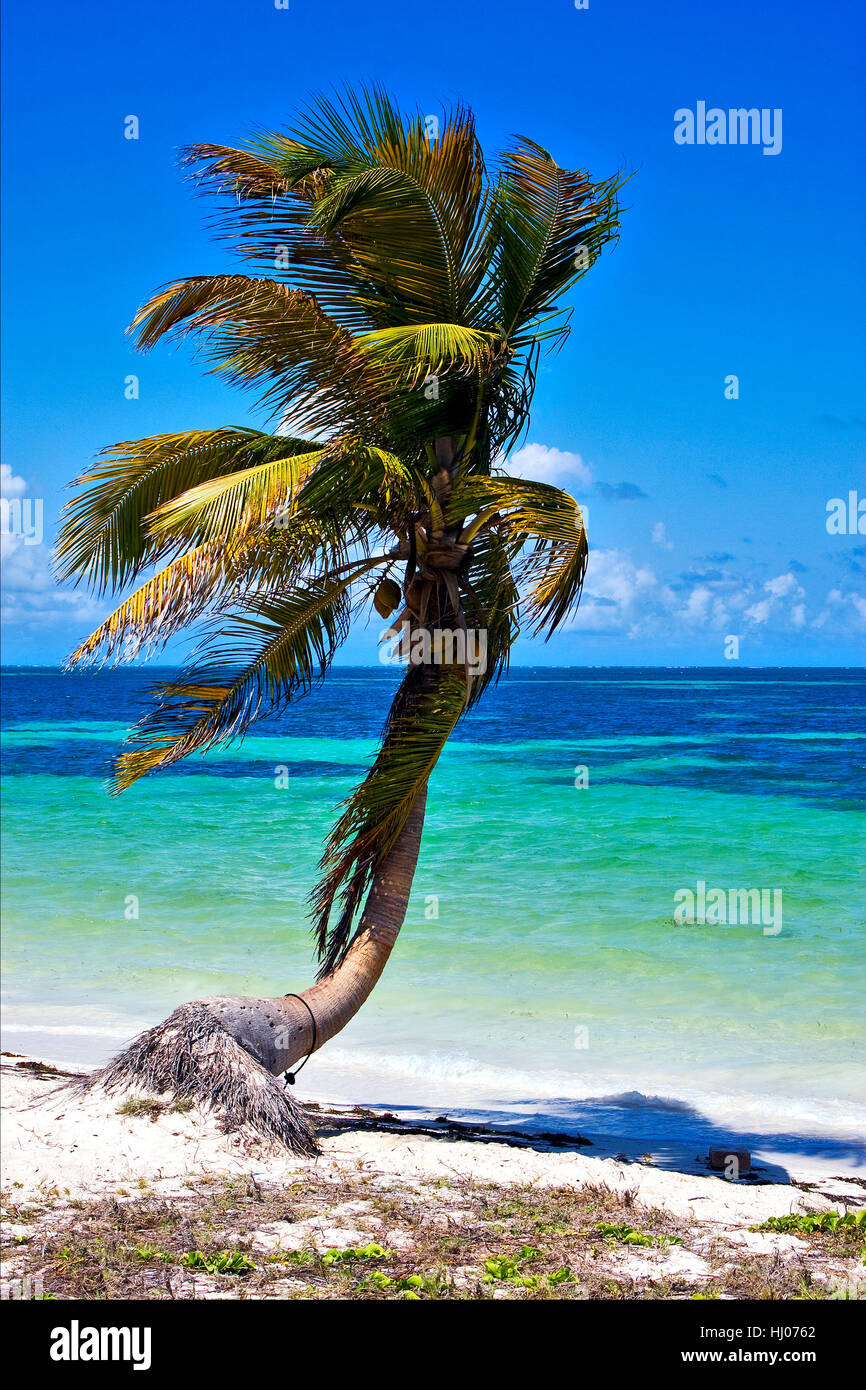 Vento tree hi-res stock photography and images - Alamy