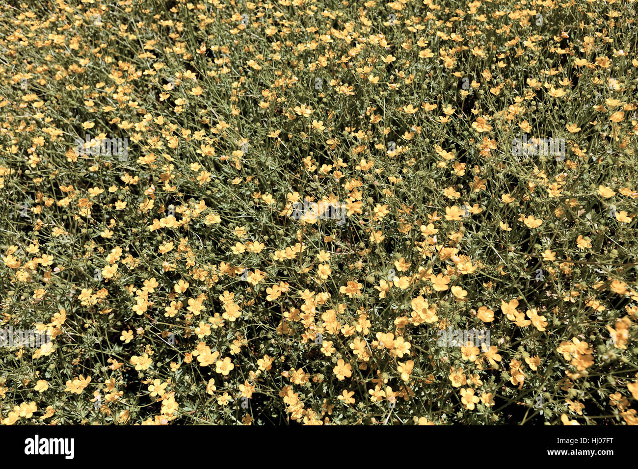 Mountain buttercup in nature Stock Photo - Alamy
