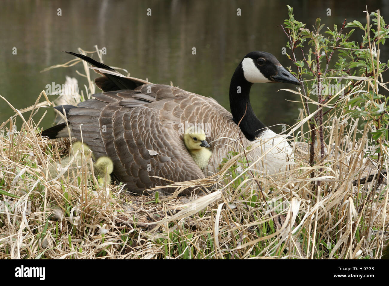 swamp, nest, outdoor, chick, goose, gosling, nature, female, swamp ...