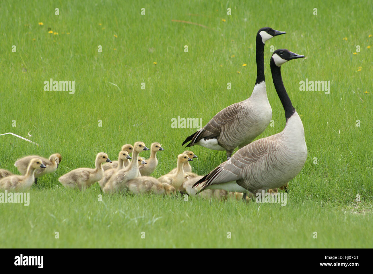 field, outdoor, chick, gosling, meadow, grass, lawn, green, nature ...