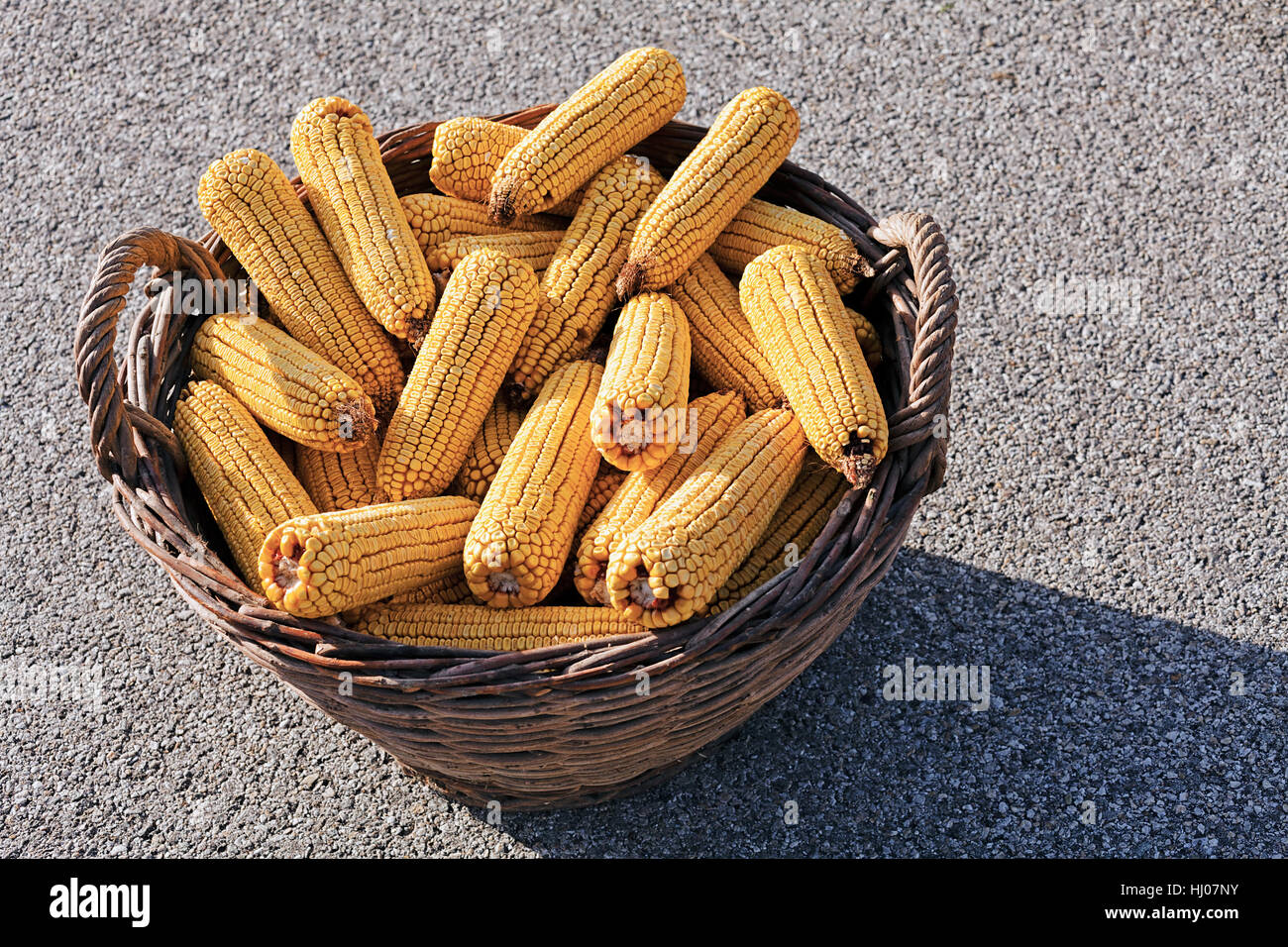 cleaned dry ears of corn in a basket of wicker, note shallow depth of ...