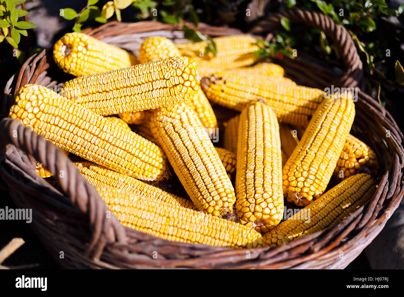 cleaned dry ears of corn in a basket of wicker, note shallow depth of ...