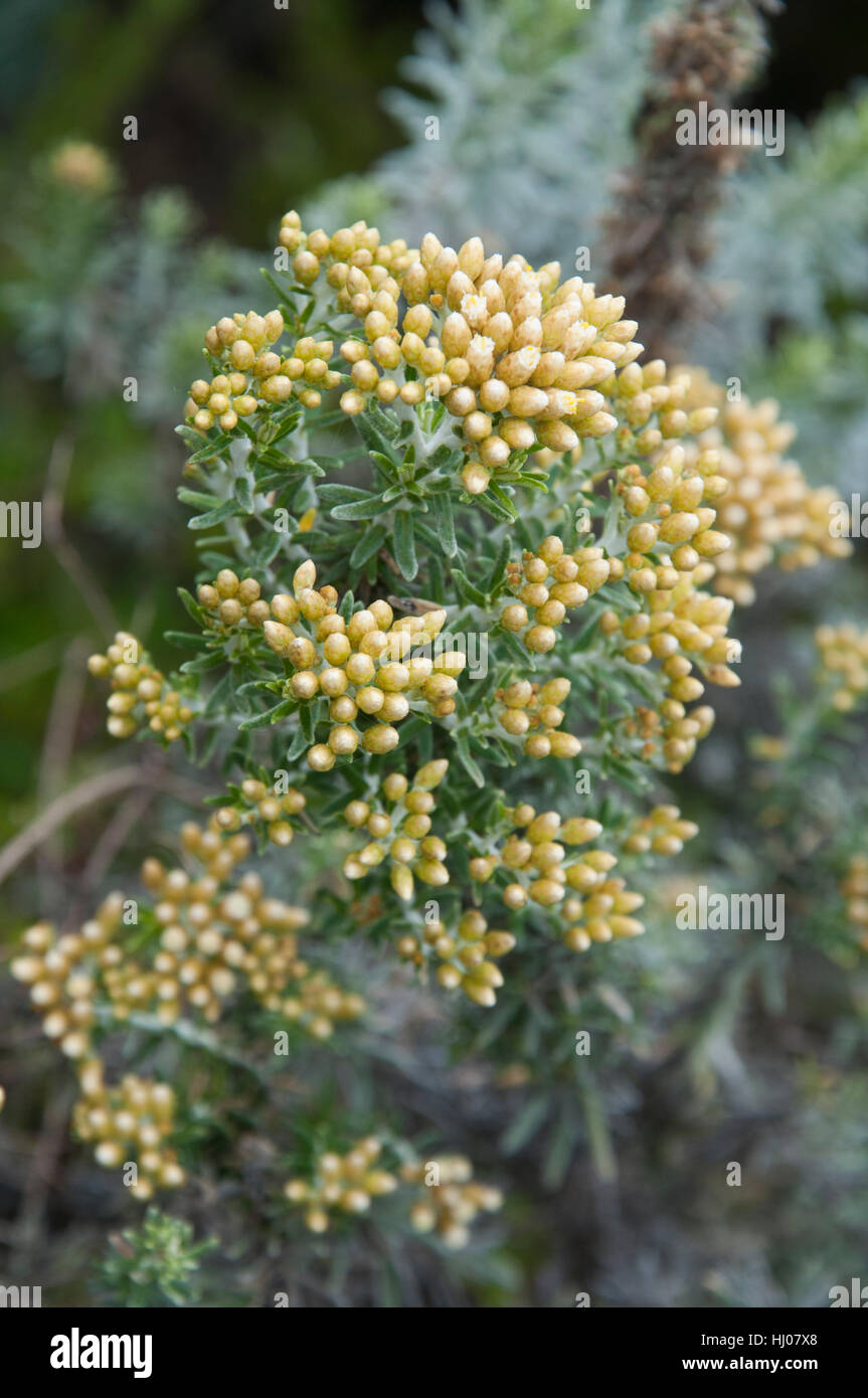 Coastal bush vegetation in sand dunes at Nelson, western Victoria ...