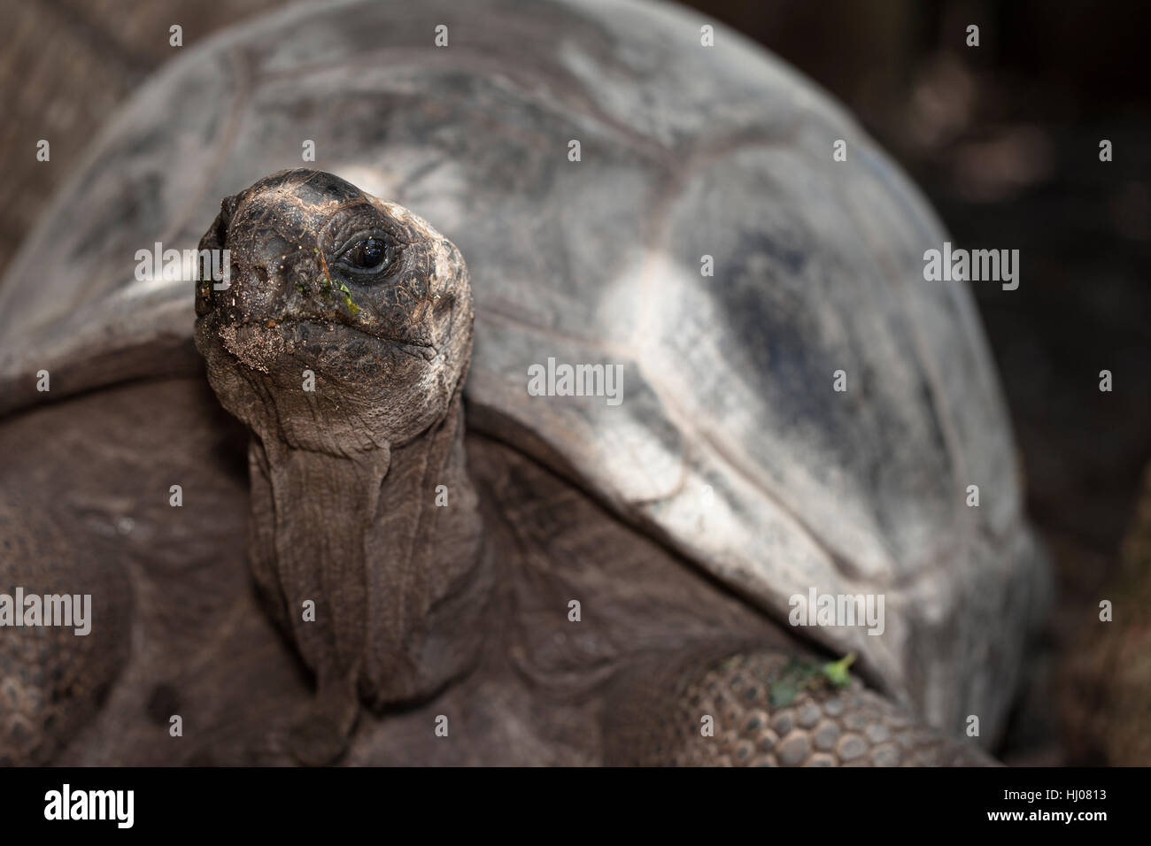 portrait, tortoise, wrinkles, old, turtle, tongue, eyes, nose, armour ...