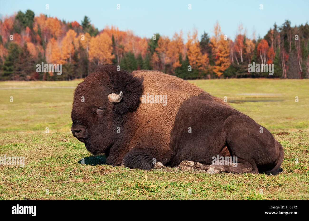 wildlife, bovine, bison, buffalo, beast, big, large, enormous, extreme ...