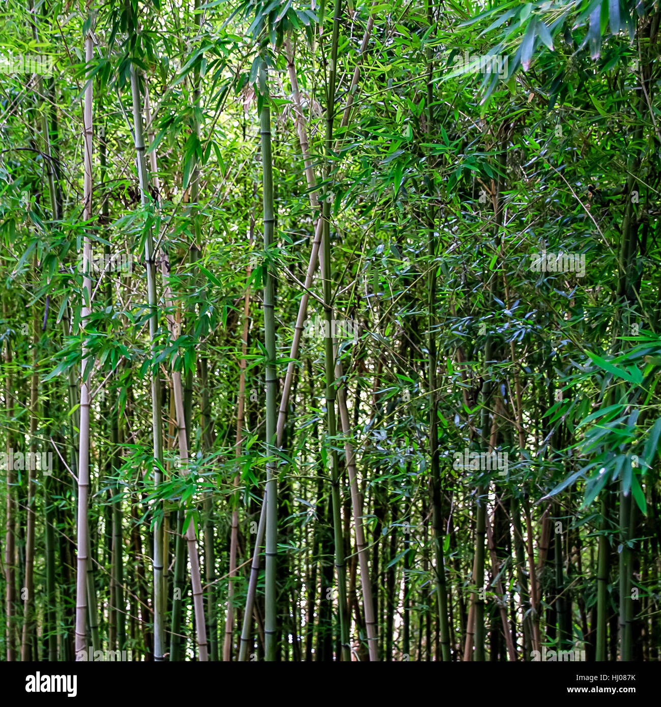 green, bamboo, surface, area, design, shaping, formation, shape, model ...
