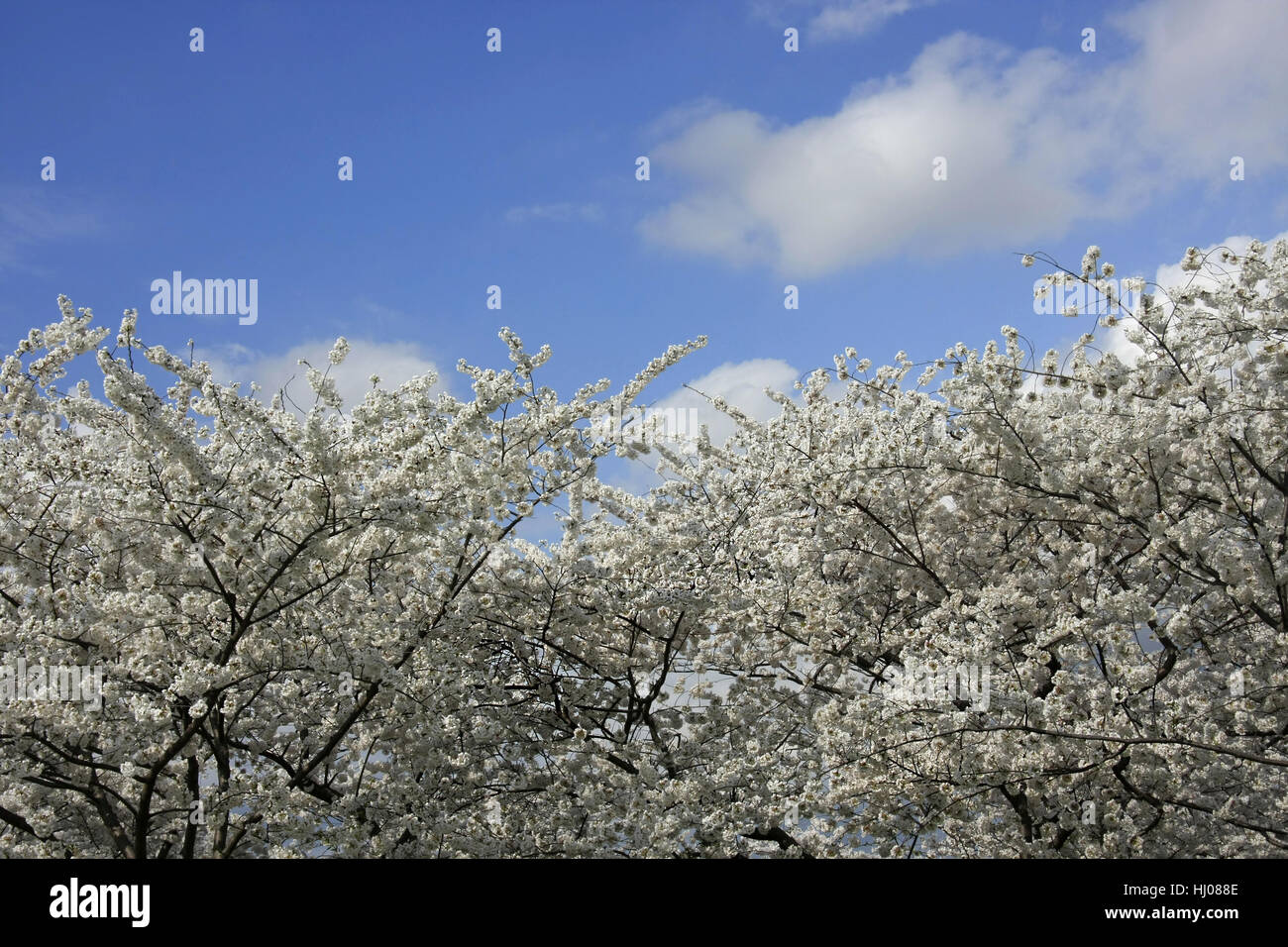 blue, tree, trees, blossoms, spring, cherry blossom, bleed, firmament ...