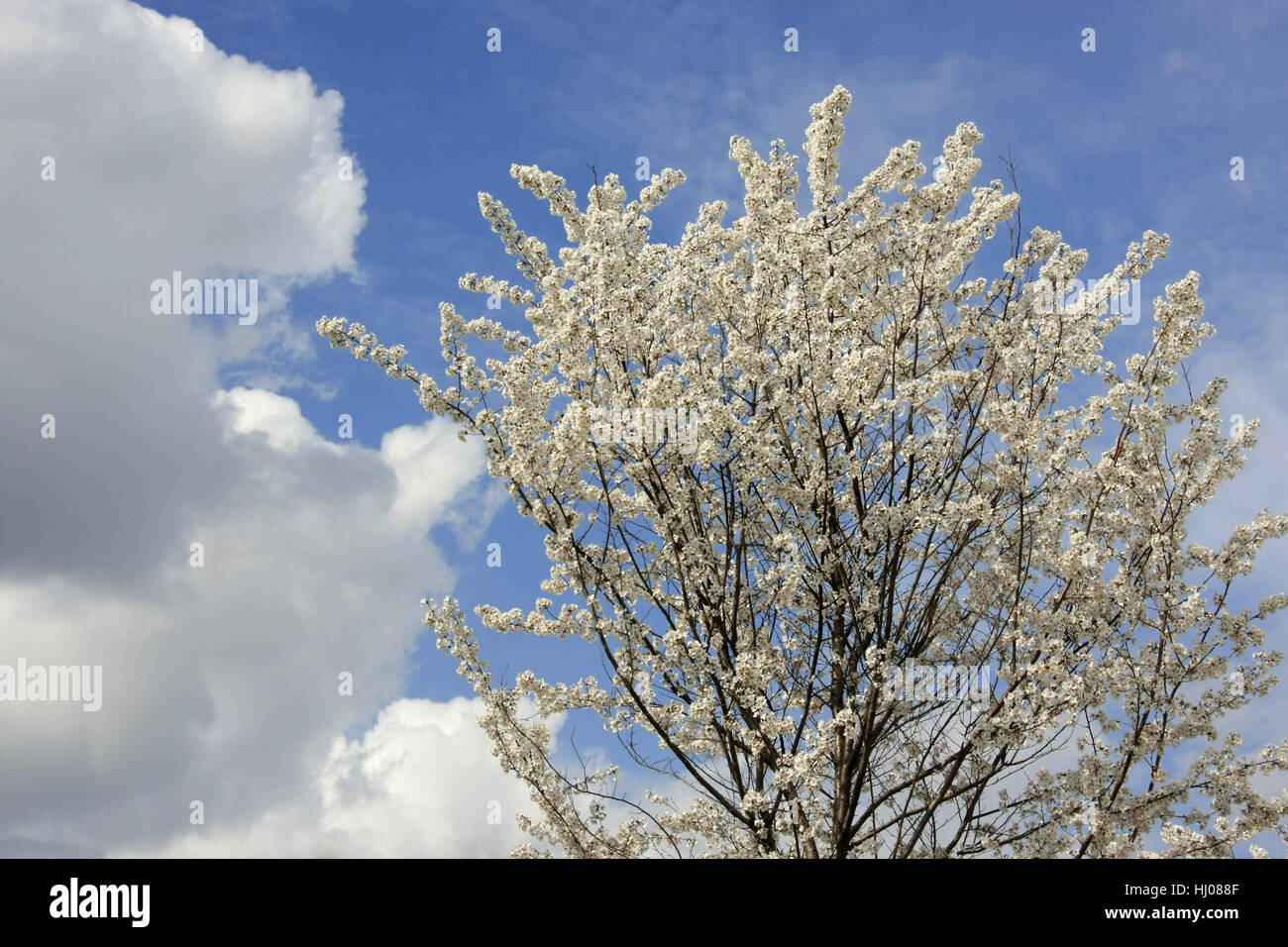 blue, tree, trees, blossoms, spring, cherry blossom, bleed, firmament ...