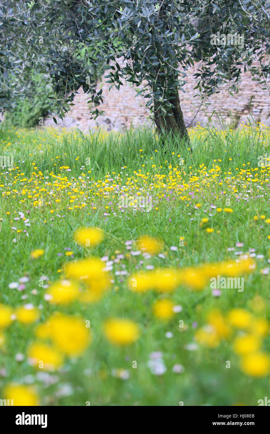 Profuse flowers trees hi-res stock photography and images - Alamy