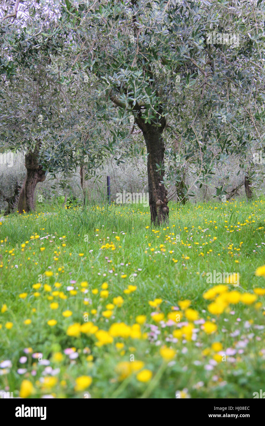 bloom, blossom, flourish, flourishing, flower, flowers, plant, spring ...