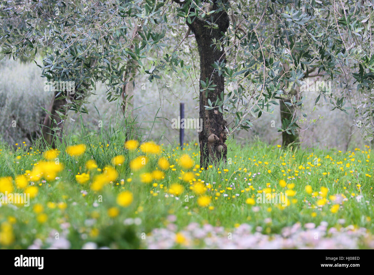 flowering meadow with olive trees Stock Photo - Alamy