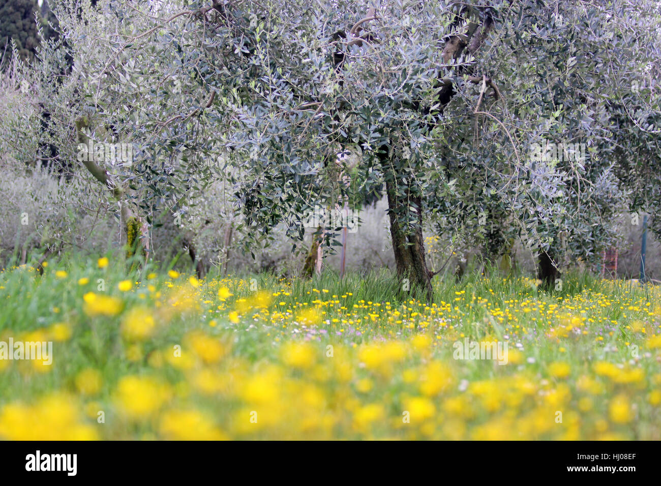 bloom, blossom, flourish, flourishing, flower, flowers, plant, spring ...