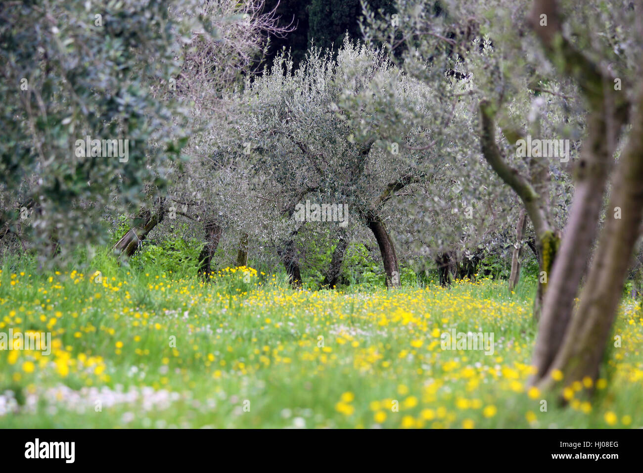 bloom, blossom, flourish, flourishing, flower, flowers, plant, spring ...