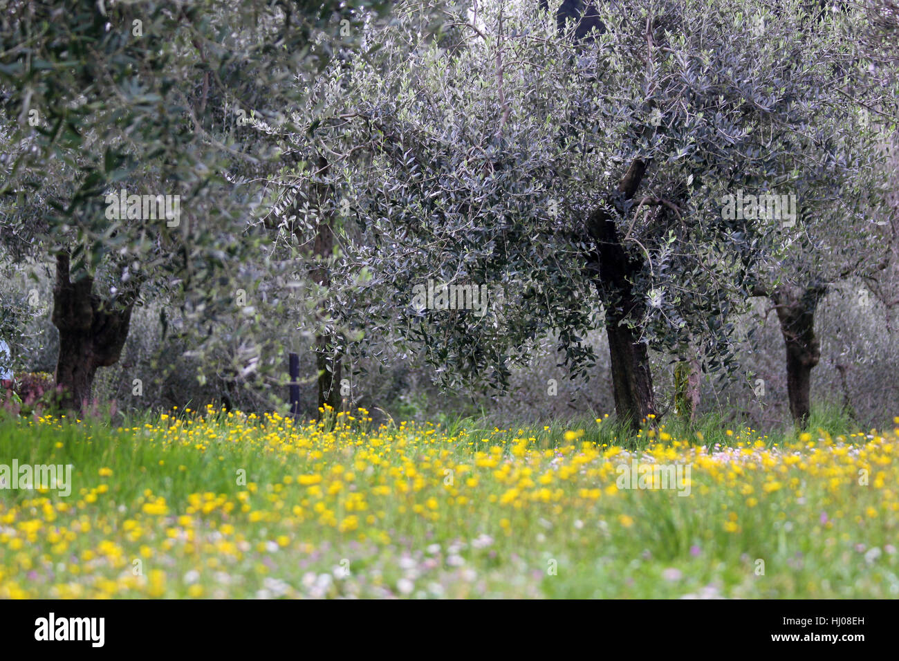 bloom, blossom, flourish, flourishing, flower, flowers, plant, spring ...