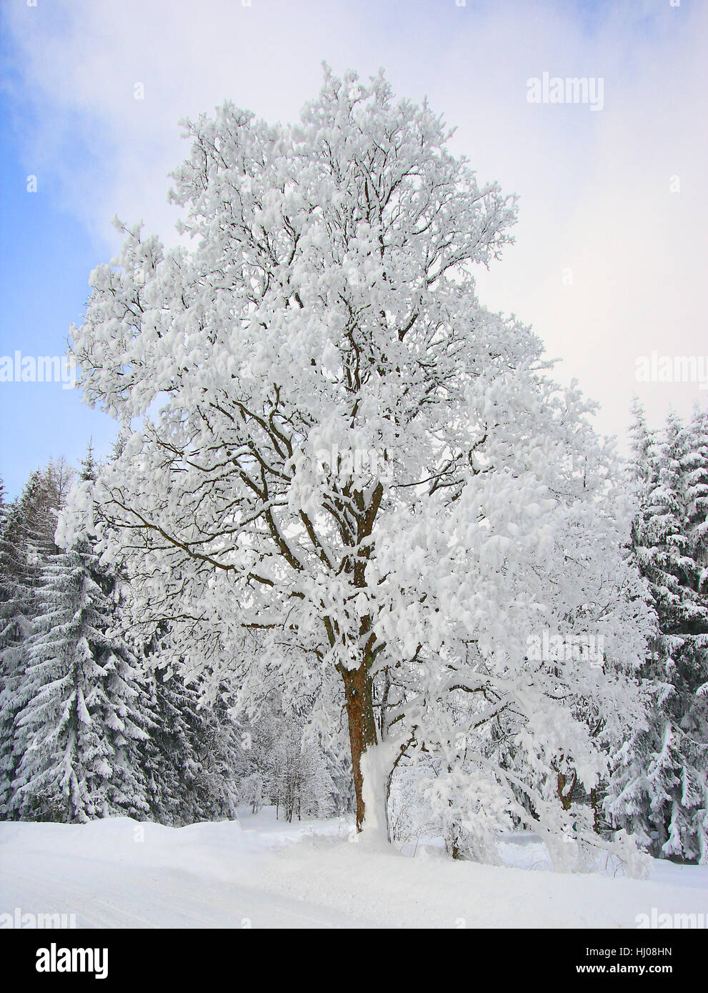 tree, winter, snow, coke, cocaine, material, drug, anaesthetic ...